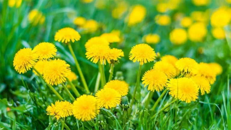 Dandelion - Definition of Dandelion