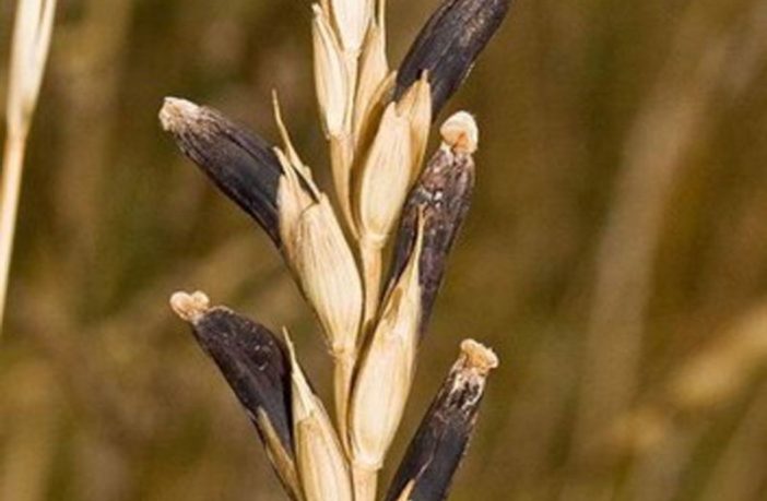 Ergot - Definition of Ergot