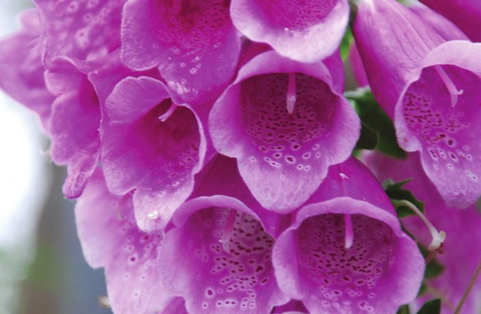 Foxglove - Definition of Foxglove