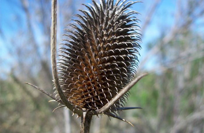 Fullers teasel (Dipsacus sativus) - Definition of Fullers teasel ...