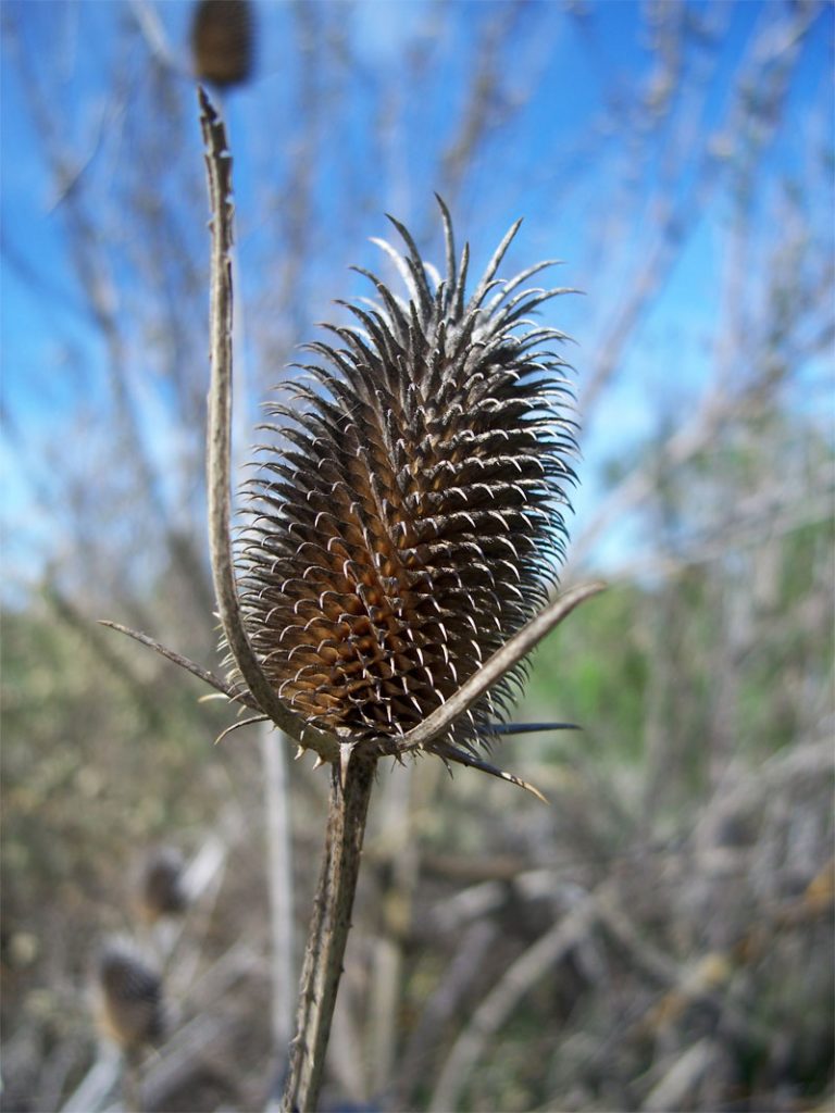 Fullers teasel (Dipsacus sativus) - Definition of Fullers teasel ...