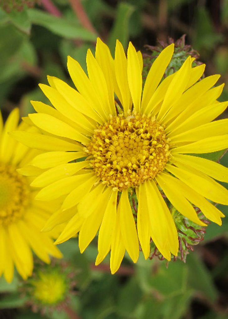 Gumplant - Definition of Gumplant