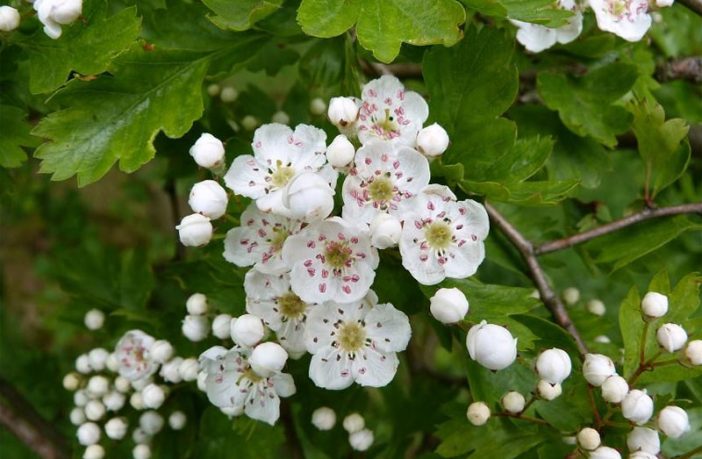 Hawthorne - Definition of Hawthorne