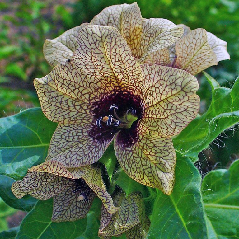 Henbane - Definition of Henbane