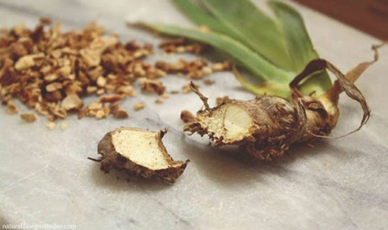 Iris root - Definition of Iris root