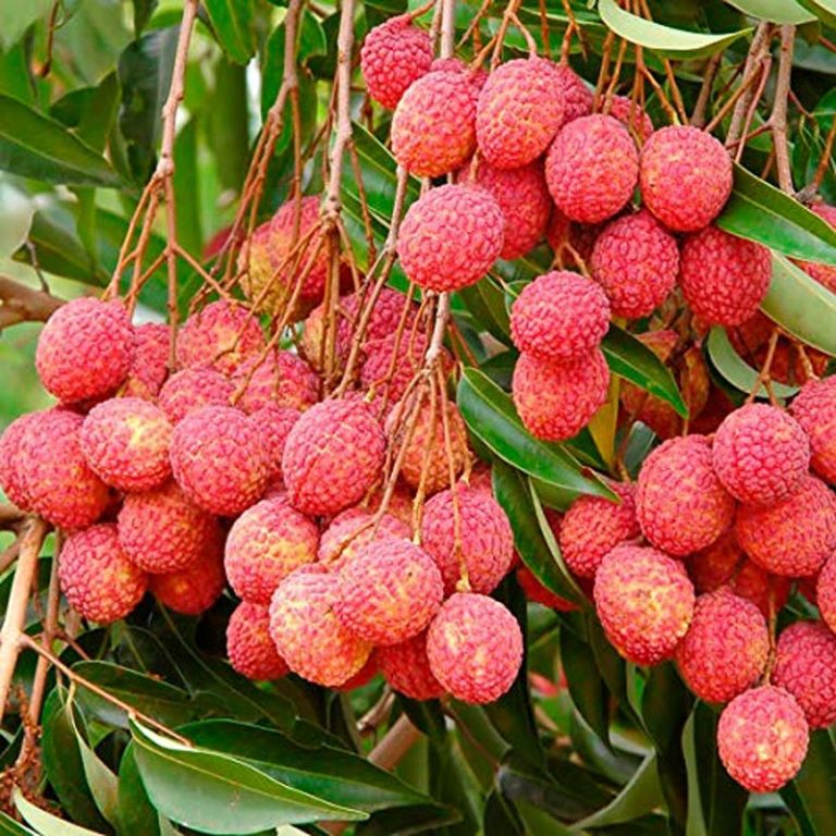 Litchi - Definition of Litchi