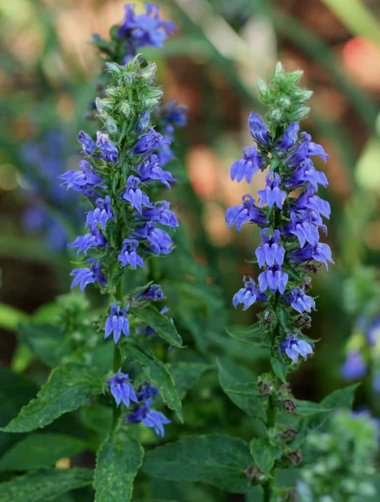 Lobelia (Lobelia inflata) - Definition of Lobelia (Lobelia inflata)