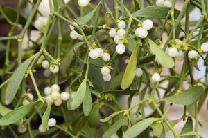 Mistletoe - Definition of Mistletoe