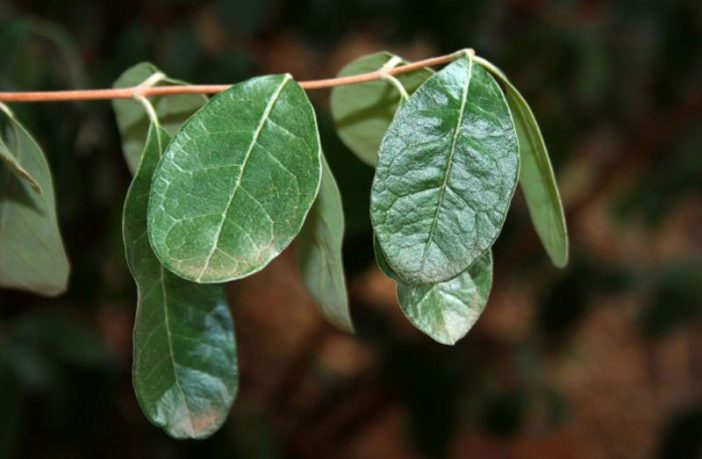 Ovate leaf - Definition of Ovate leaf
