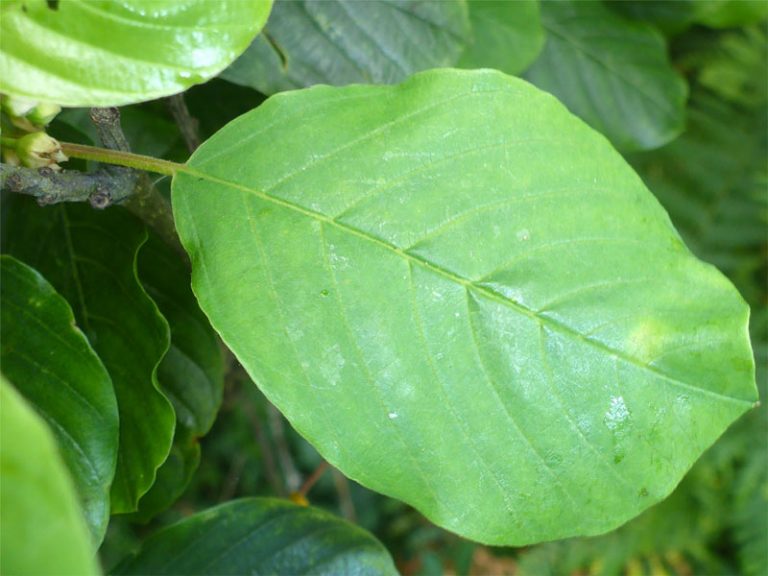 Ovate Leaf Definition Of Ovate Leaf Ovate Leaf Definition Of Ovate Leaf