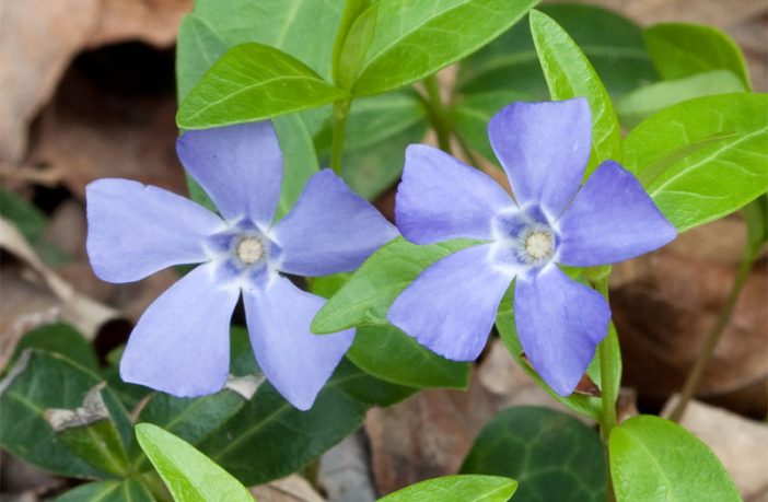 Periwinkle - Definition of Periwinkle