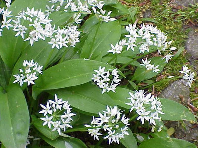 Ramsons (Allium ursinum) - Definition of Ramsons (Allium ursinum)