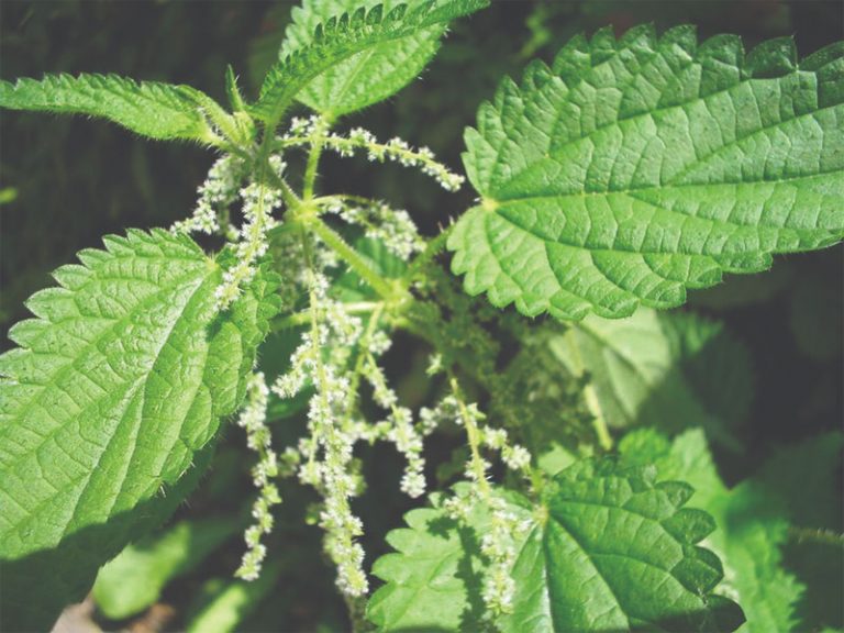 Stinging nettle (Urtica dioica) - Definition of Stinging nettle (Urtica ...