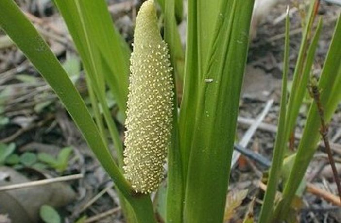 Sweet Flag - Definition of Sweet Flag