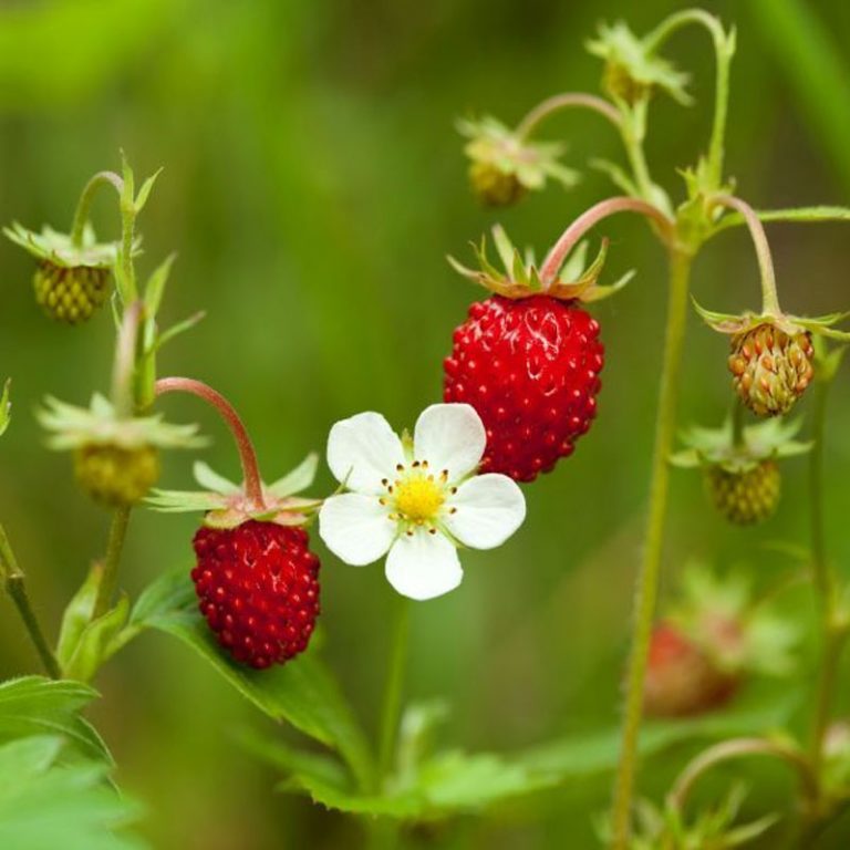 Wild Strawberry (Fragaria vesca) - Definition of Wild Strawberry ...
