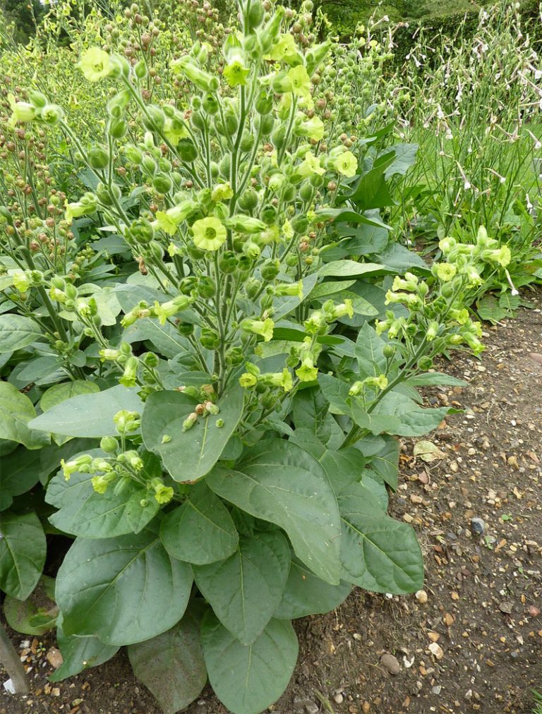Tobacco (Nicotiana tabacum) - Definition of Tobacco (Nicotiana tabacum)