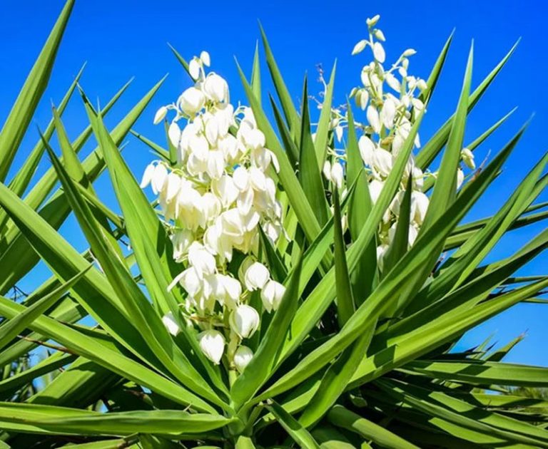 Yucca - Definition of Yucca