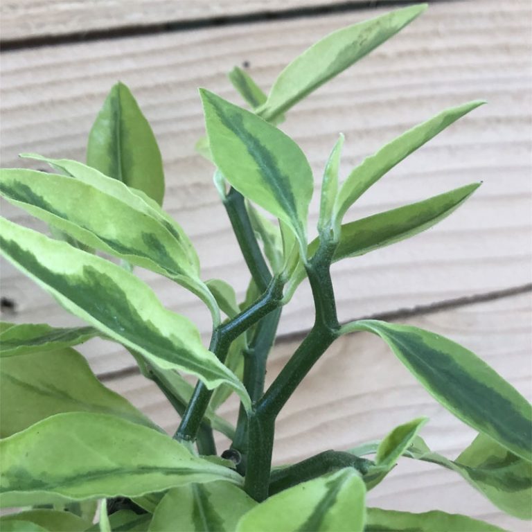 Wilting - Definition of Wilting