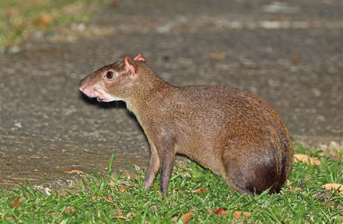 Agouti - Definition of Agouti