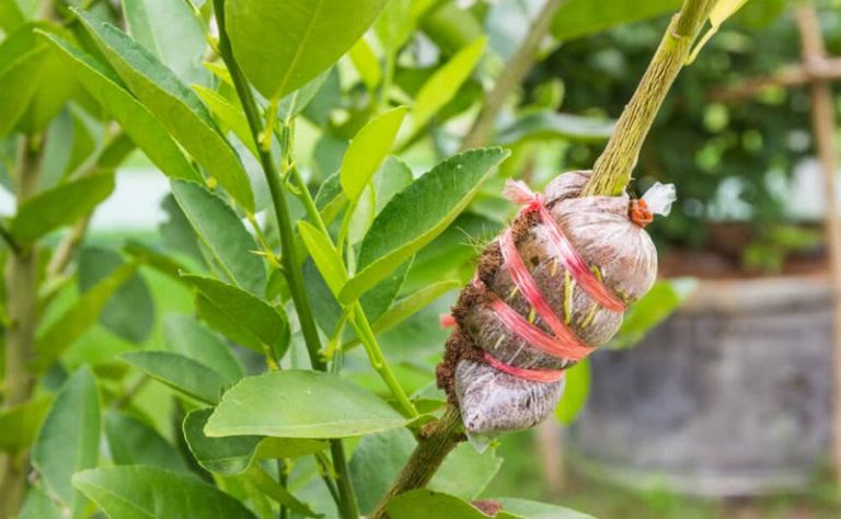 Air-layering - Definition of Air-layering