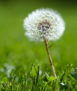 Scarify - Definition of Scarify