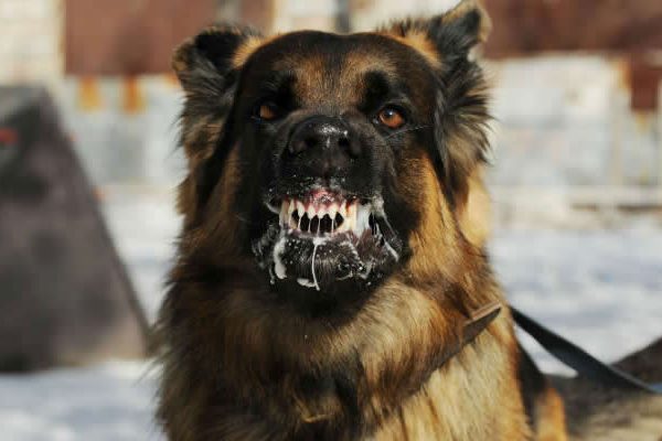 Rabies - Definition of Rabies