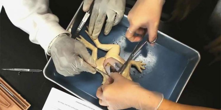 Dissect - Definition of Dissect