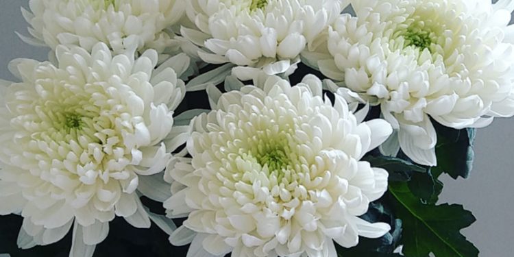 Disbud - Definition of Disbud