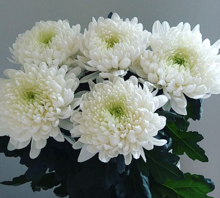 Disbud - Definition of Disbud