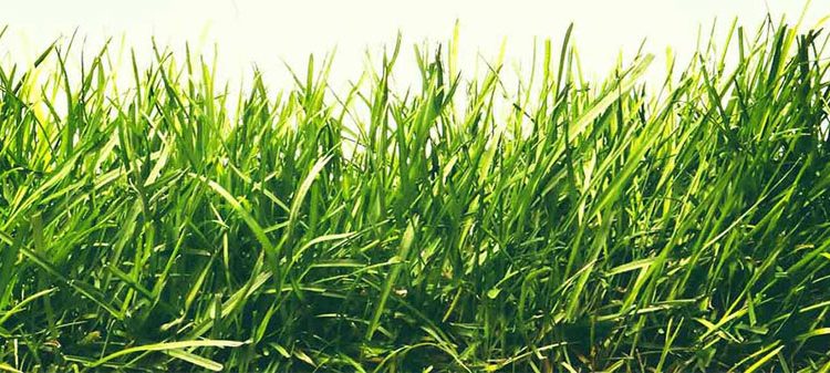 Grass - Definition of Grass