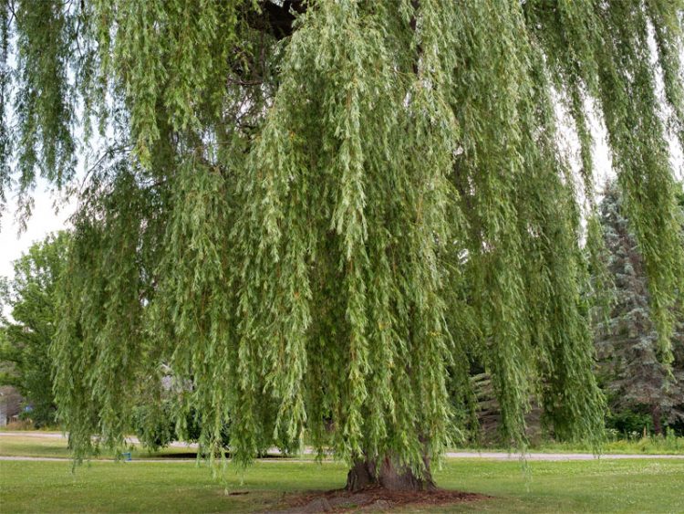 Weeping - Definition of Weeping