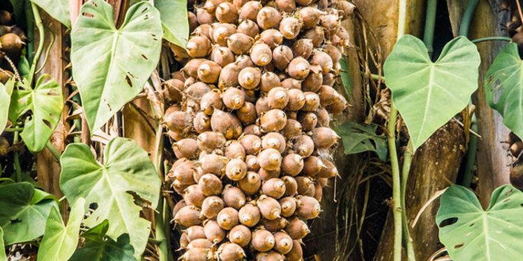 Cohune nut - Definition of Cohune nut