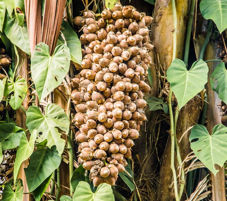 Cohune nut - Definition of Cohune nut