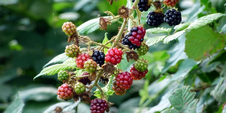 Olallie berry - Definition of Olallie berry