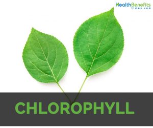 Chlorophyll Facts and Health Benefits | Nutrition